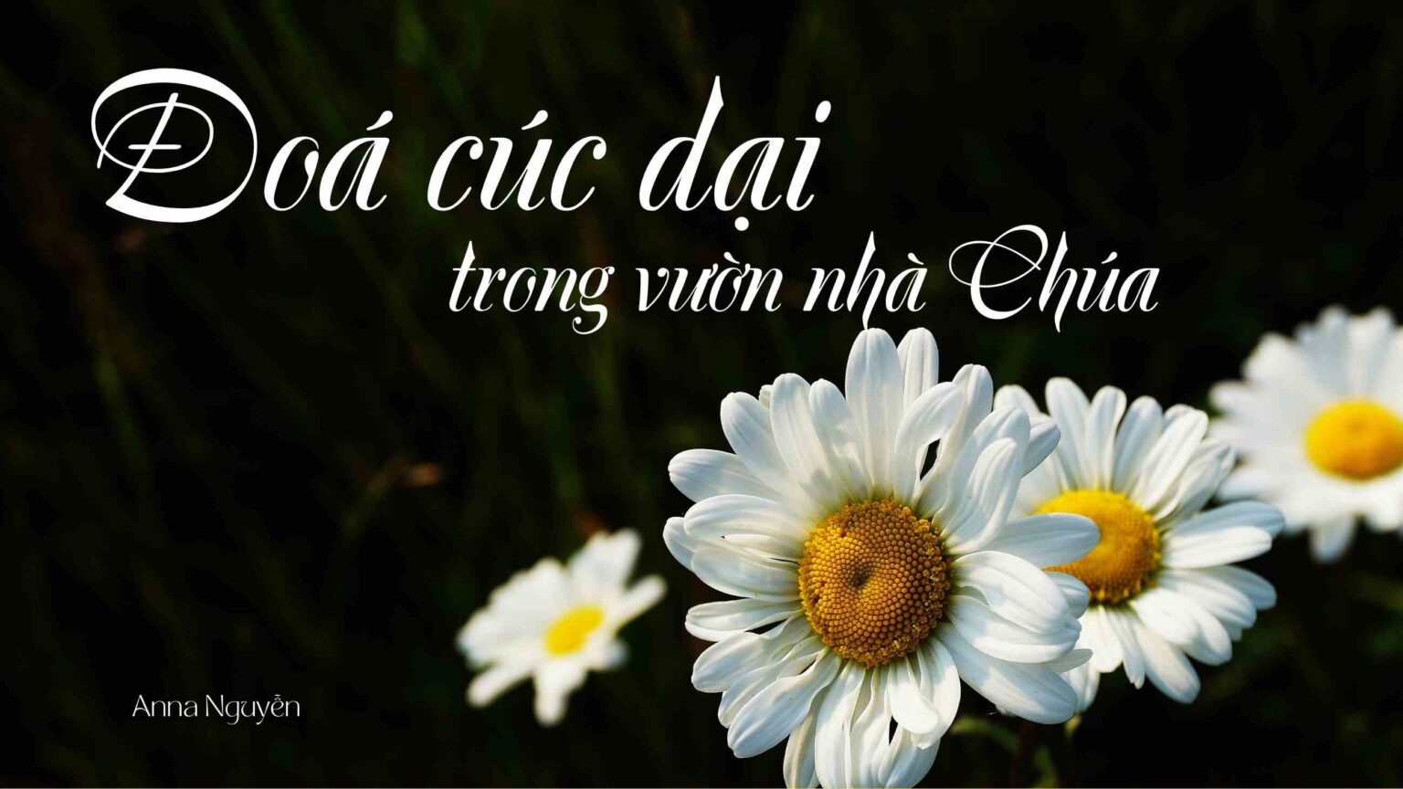 Đóa Cúc Dại Trong Vườn Nhà Chúa